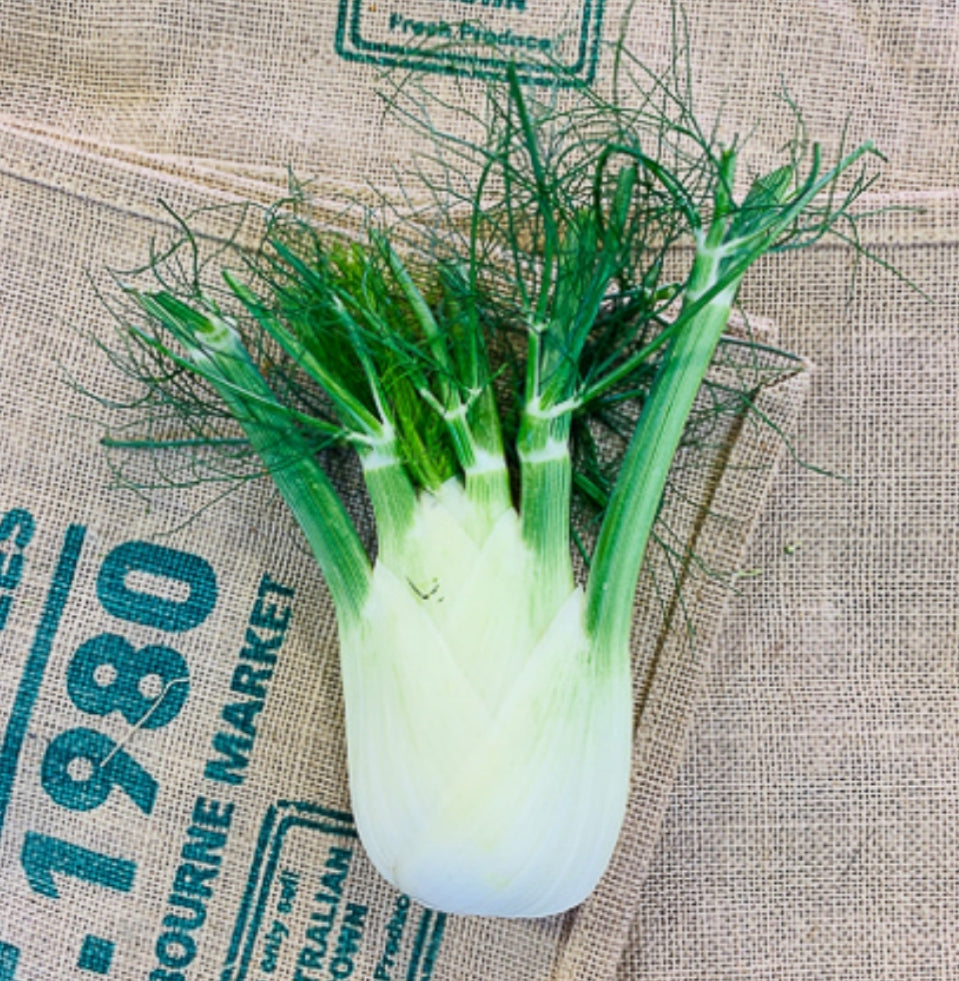 Fennel - each – Rod's Fruit and Veg